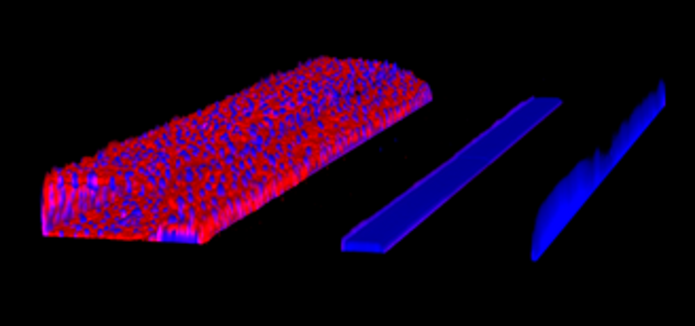 OrganoReady® Blood-Brain Barrier HBMEC - 细胞培养仪器-3D细胞培养平台-OrganoPlateª-阳 ...